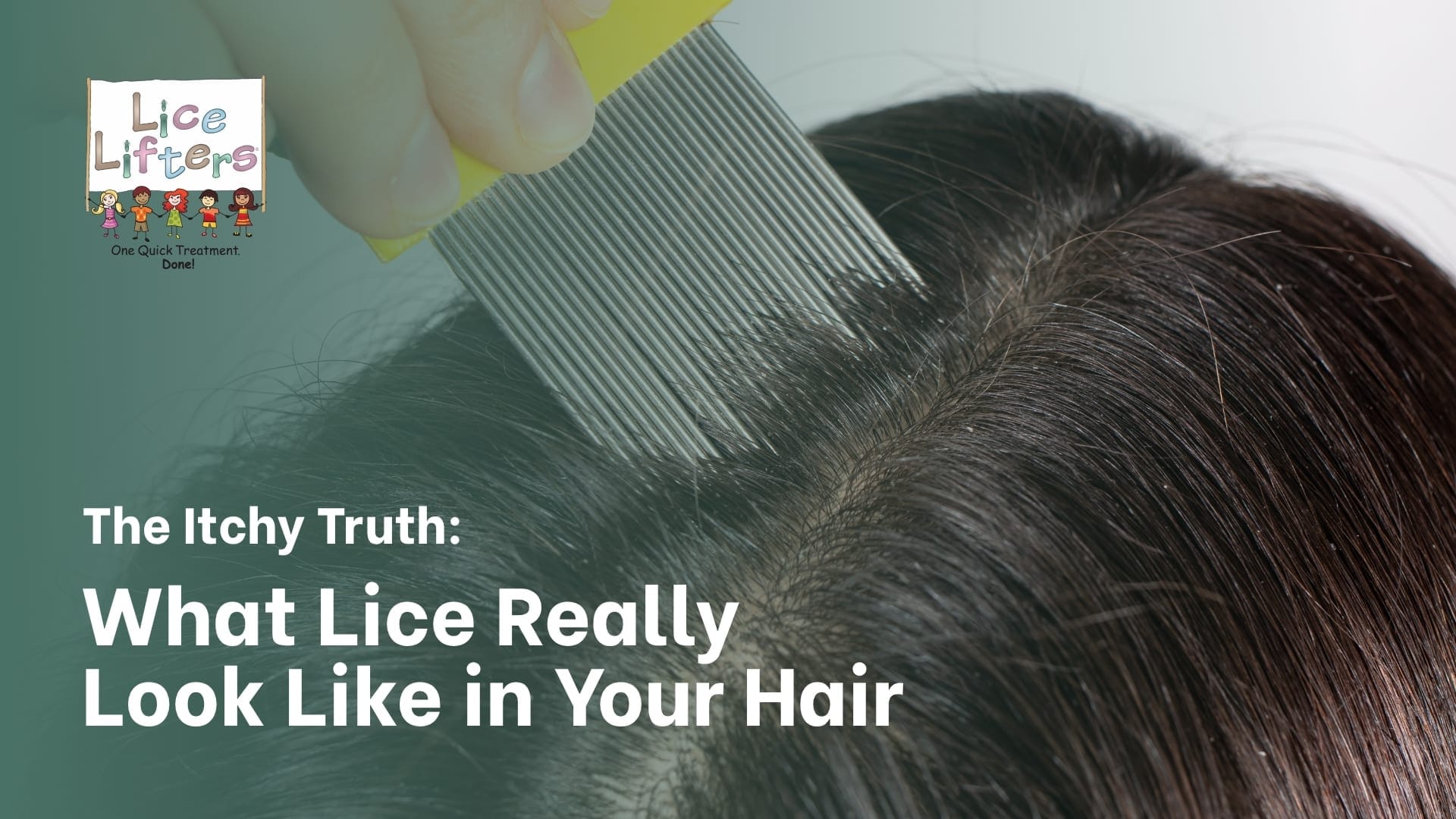 What Do Head Lice Look Like In Your Hair | Austin TX